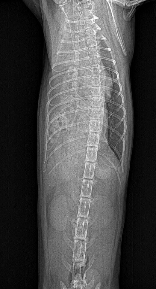 어린 고양이가 호흡을 힘들어해요~!(#횡격막 탈장)