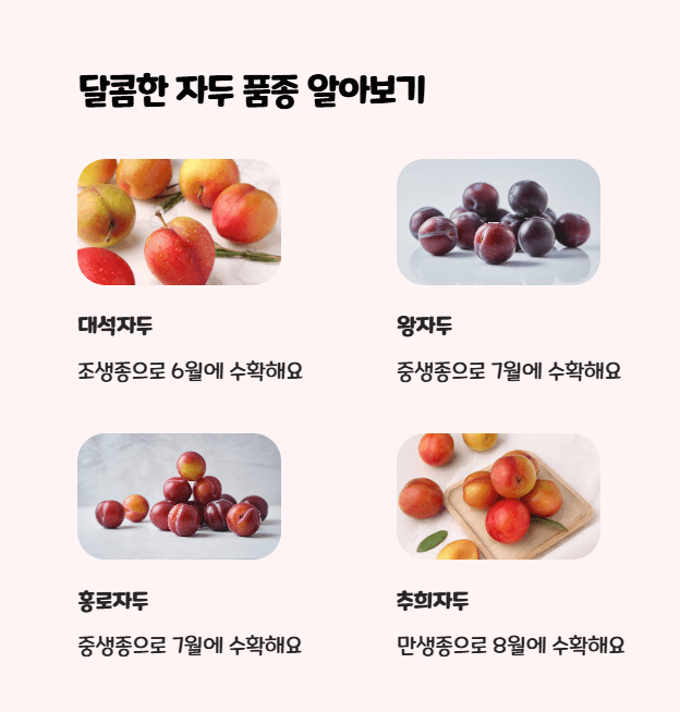 자두나무 키우기 종류 가지치기 방법 약치는 시기병충해 묘목 심기 꽃 수확시기