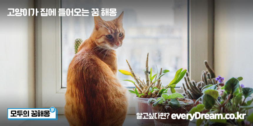 고양이가 집에 들어오는 꿈 해몽 꿈에 고양이가 집에 들어오는 꿈