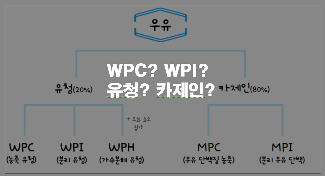 단백질 보충제 WPC, WPI, WPH, MPC, MPI, ISP 차이점은?