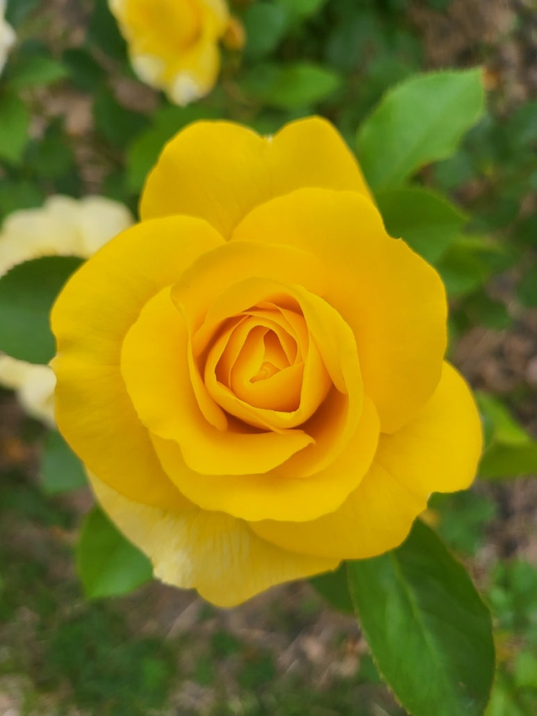 웨이퍼 스토리지 박스 웨이퍼 이송박스 웨이퍼 보관박스 WAFER STORAGE BOX 8인치 웨이퍼박스 랩토피아 LABTO eLABTOPIA