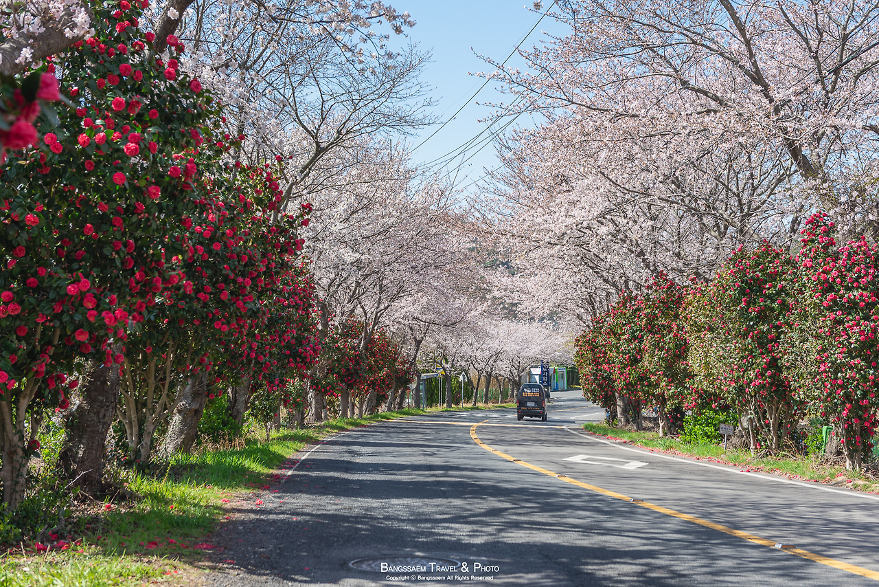 마산 가포 덕동 벚꽃길 벚꽃 동백꽃의 조화가 환상이다 벚꽃명소 추천
