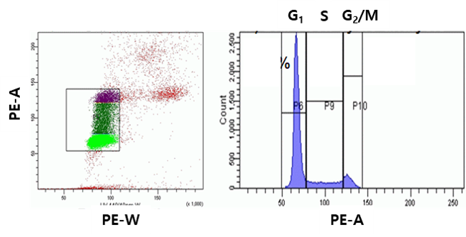 [Flow cytometry] 세포주기 (Cell cycle) Gating 및 분석 :: 정보를 주는 앙과장