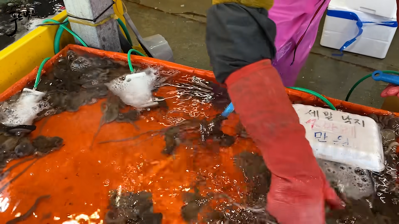 맛있어 보이는 횟감을 영상으로 찍어 더 관광객들이 몰릴수도 있지만