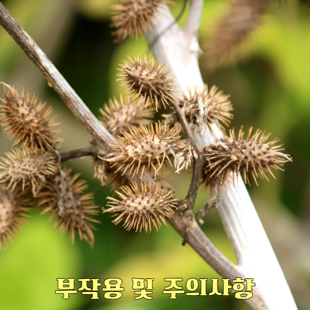 비염에 좋은 도꼬마리 창이자 효능 성분 먹는방법 부작용