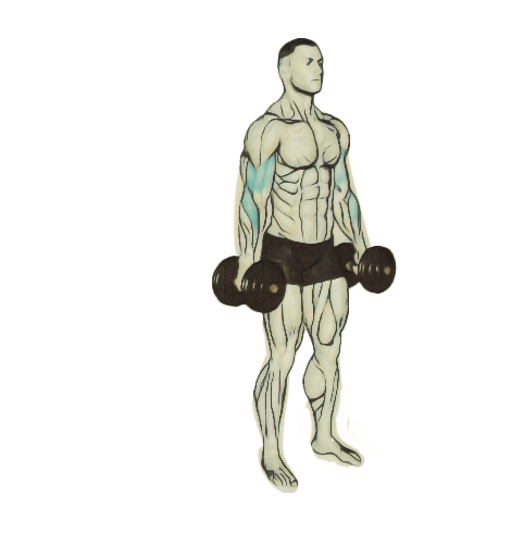 11 덤벨 해머컬dumbbell Hammer Curl
