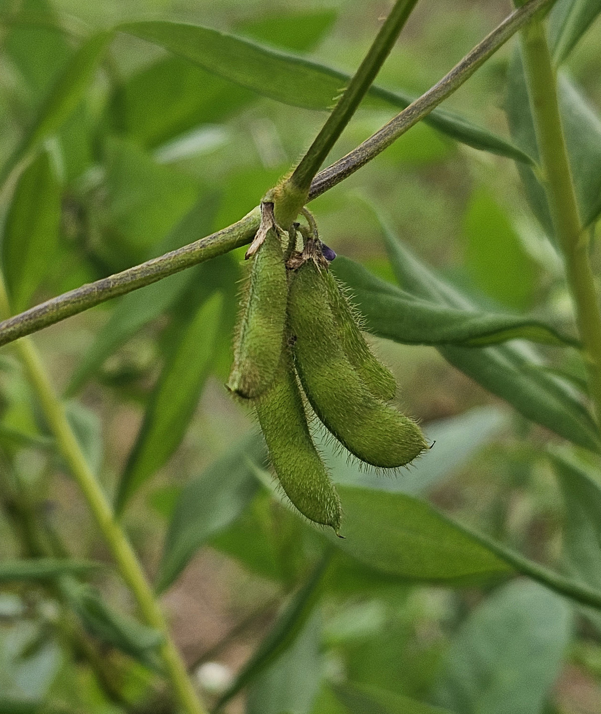 돌콩 (학명: Glycine soja)