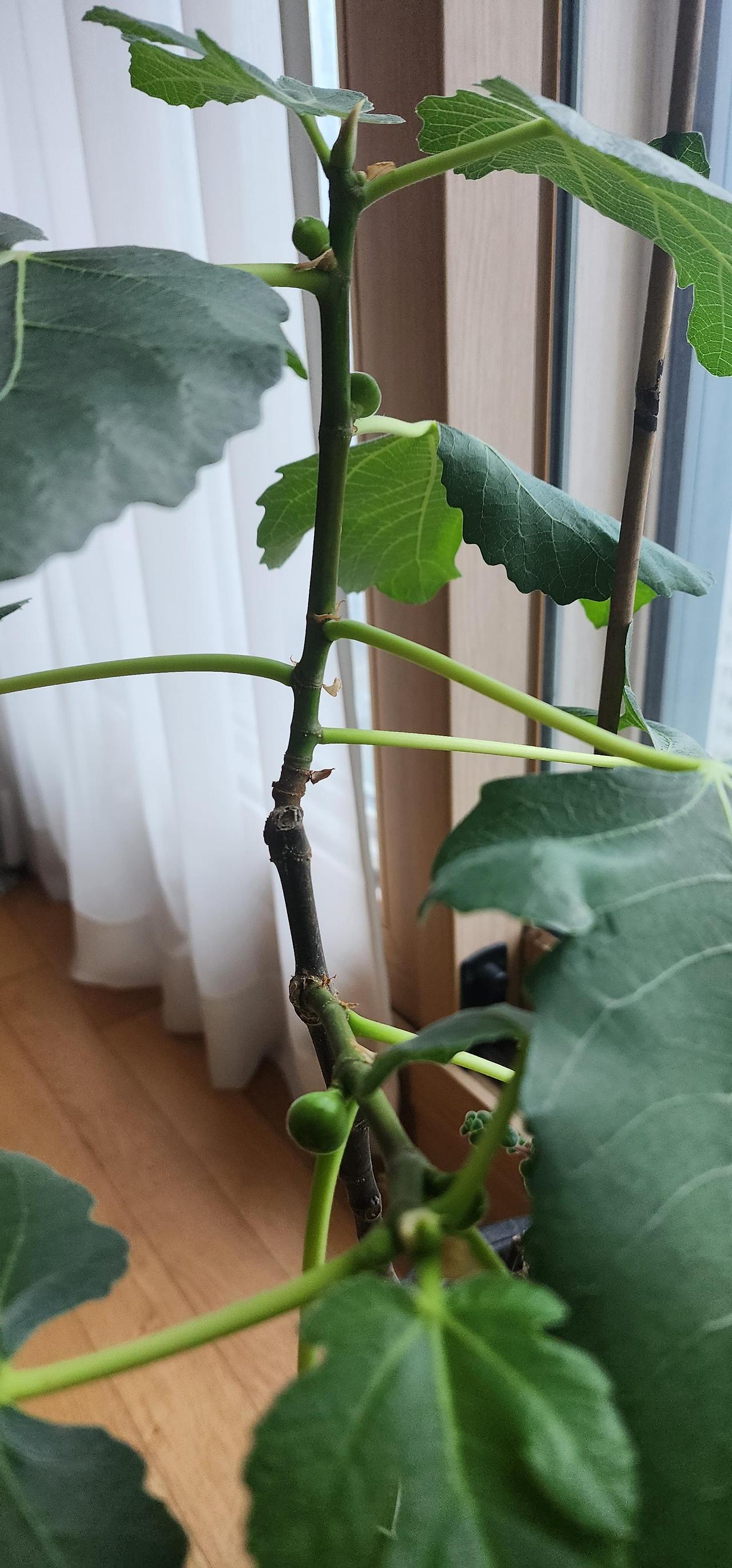 거실에서 무화과 나무 기르기 삽목에서 부터 열매 맺기초보자 완벽 가이드