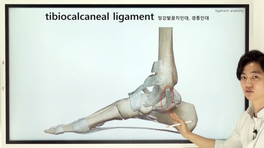 발목인대(ankle ligament) 기능해부학(functional anatomy)