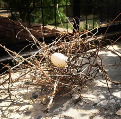 대충 엉망진창으로 만든 비둘기 둥지 모음 - 안전하세요