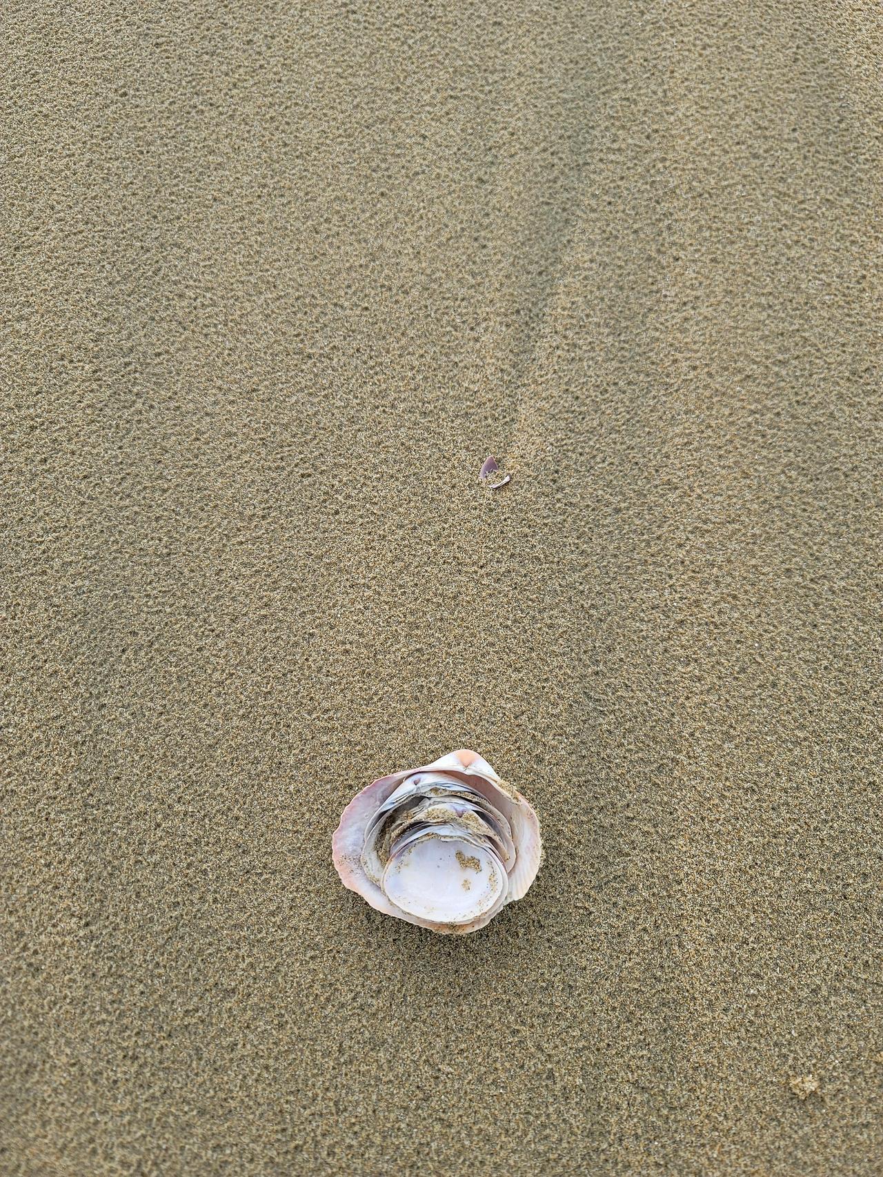 조개껍질 쌓기 (Stacking Seashells), 2024