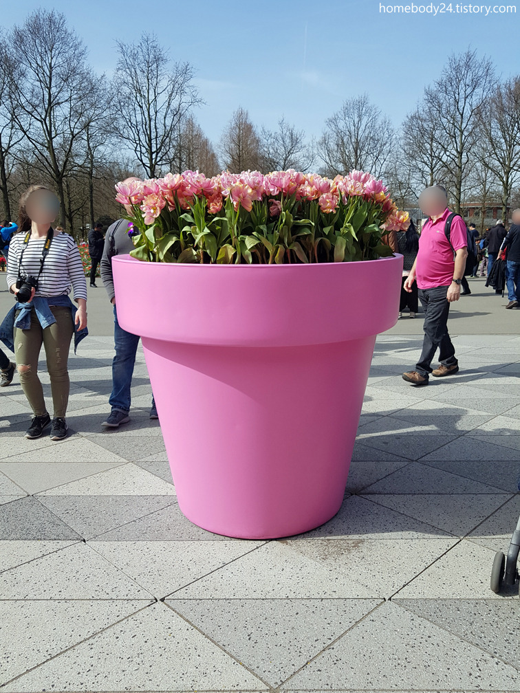 쾨켄호프keukenhof 리세 네덜란드
