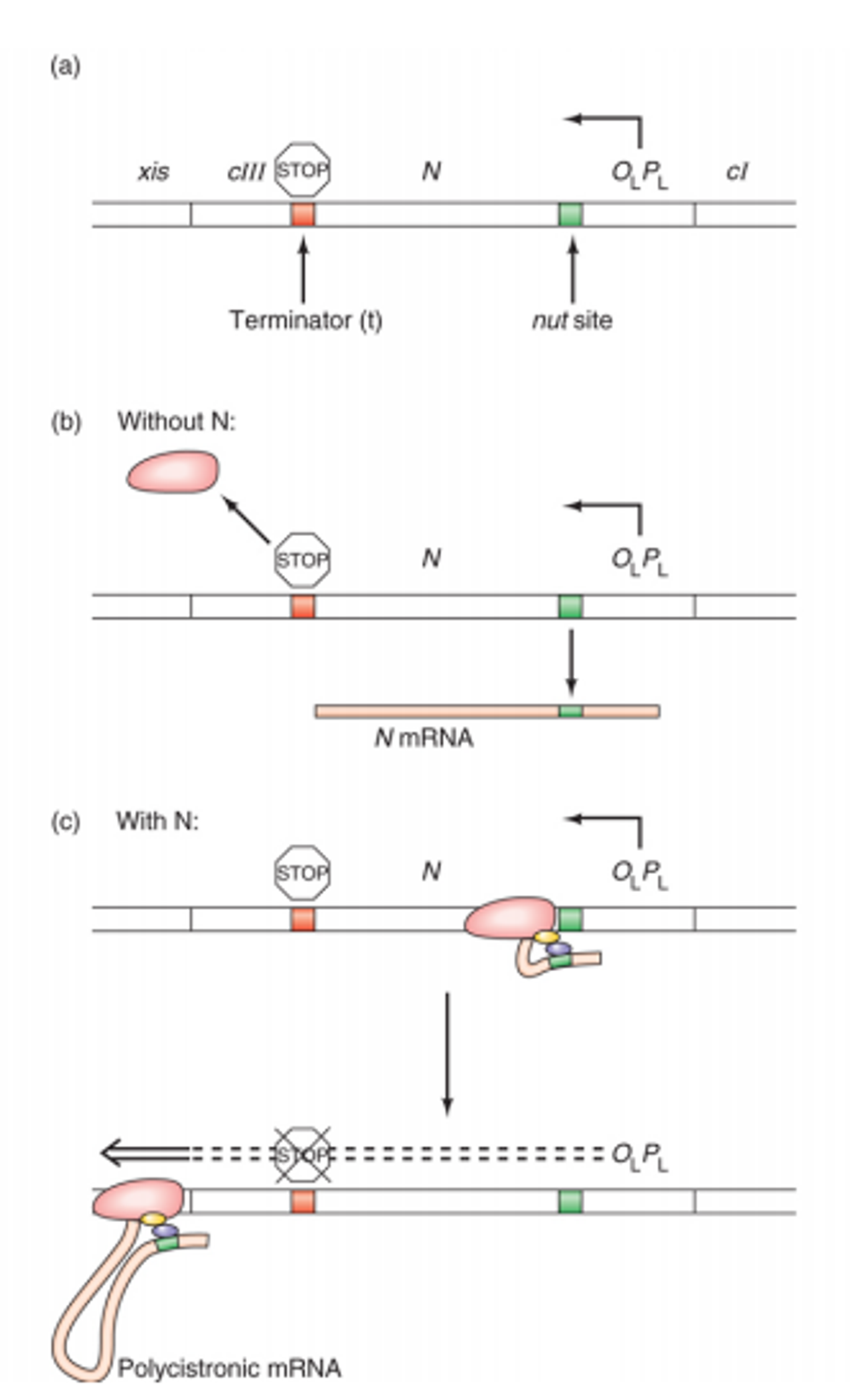 [분자생물학] 8.3 : lambda phage(람다 파지), antitermination - 2