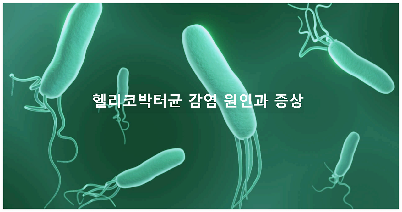 헬리코박터균 원인과 증상 치료 방법 좋은 음식