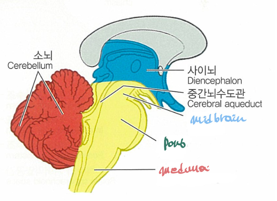 뇌줄기 해부학 및 기능 Brainstem Anatomy And Function