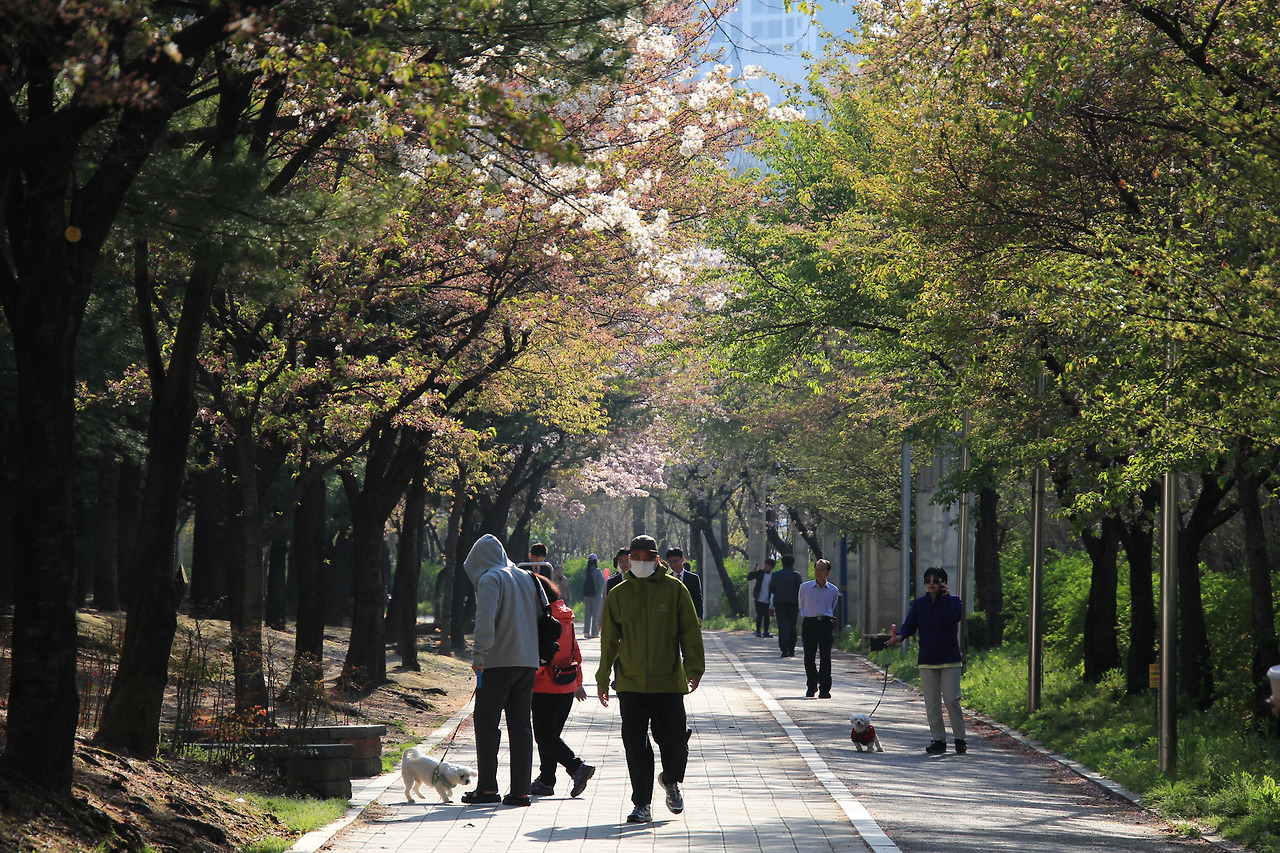 20230409 안양 학운공원 산책로 벚꽃 오래도록 예쁘다