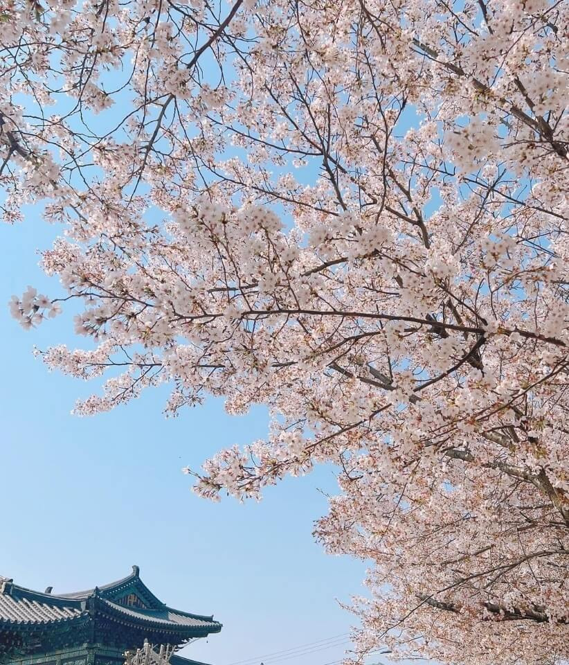 충청북도 벚꽃 명소 베스트 5 벚꽃시기 만개시기 드라이브 코스