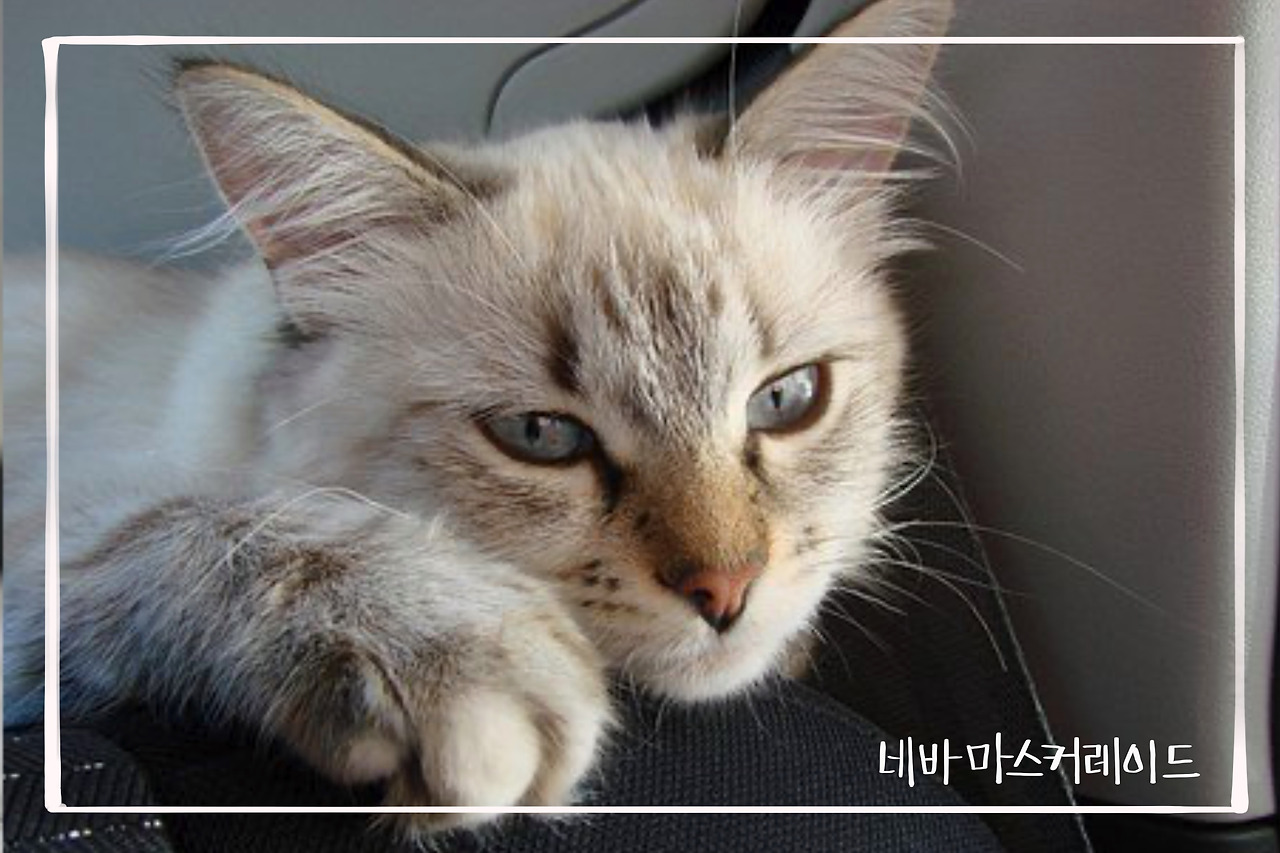 고양이 인기 품종 3 노르웨이숲 네바마스커레이드 네바 시베리안 캣 뱅갈bengal