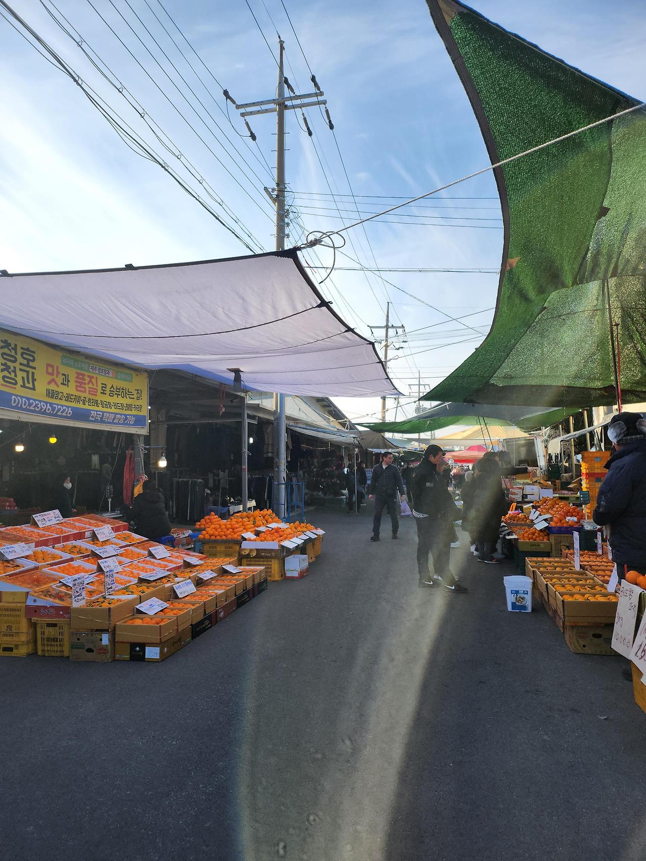 제주 오일장 맛집 2월의 제주도 과일
