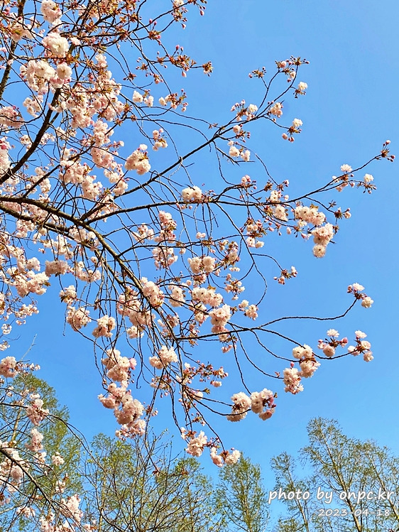 경주 여행 겹벚꽃왕벚꽃의 명소 불국사에 다녀왔어요 Onpc