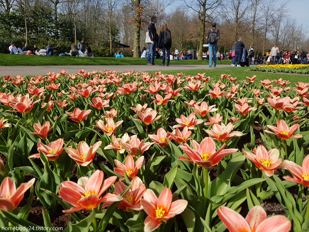 쾨켄호프keukenhof 리세 네덜란드