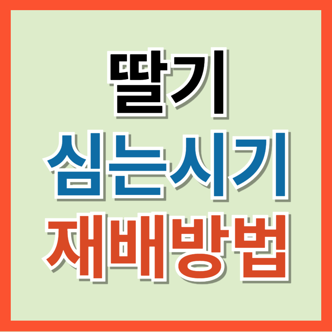 딸기 모종 심는 시기 효능 재배 방법 키우기 수확시기