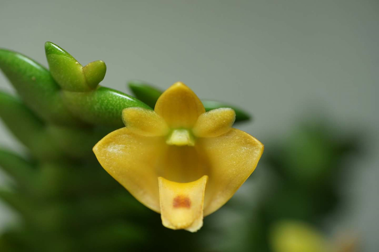 덴드로비움 레오니스(Dendrobium leonis)