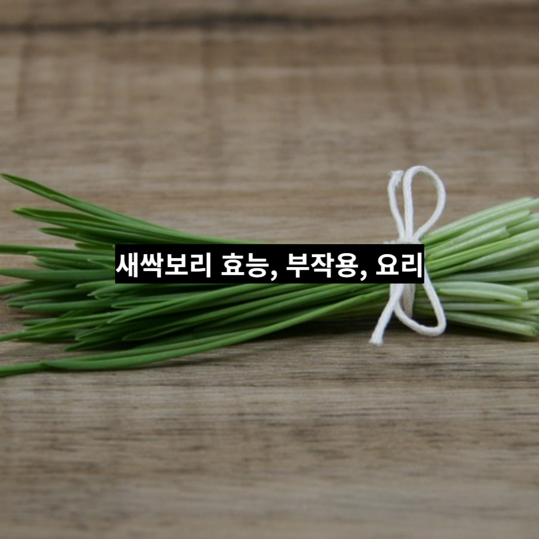 새싹보리 효능 부작용 요리 총정리