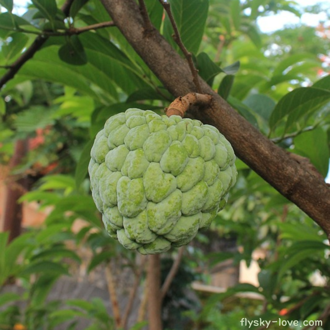 체리모야 Cherimoya 특징 영양성분 효능 활용법 부작용