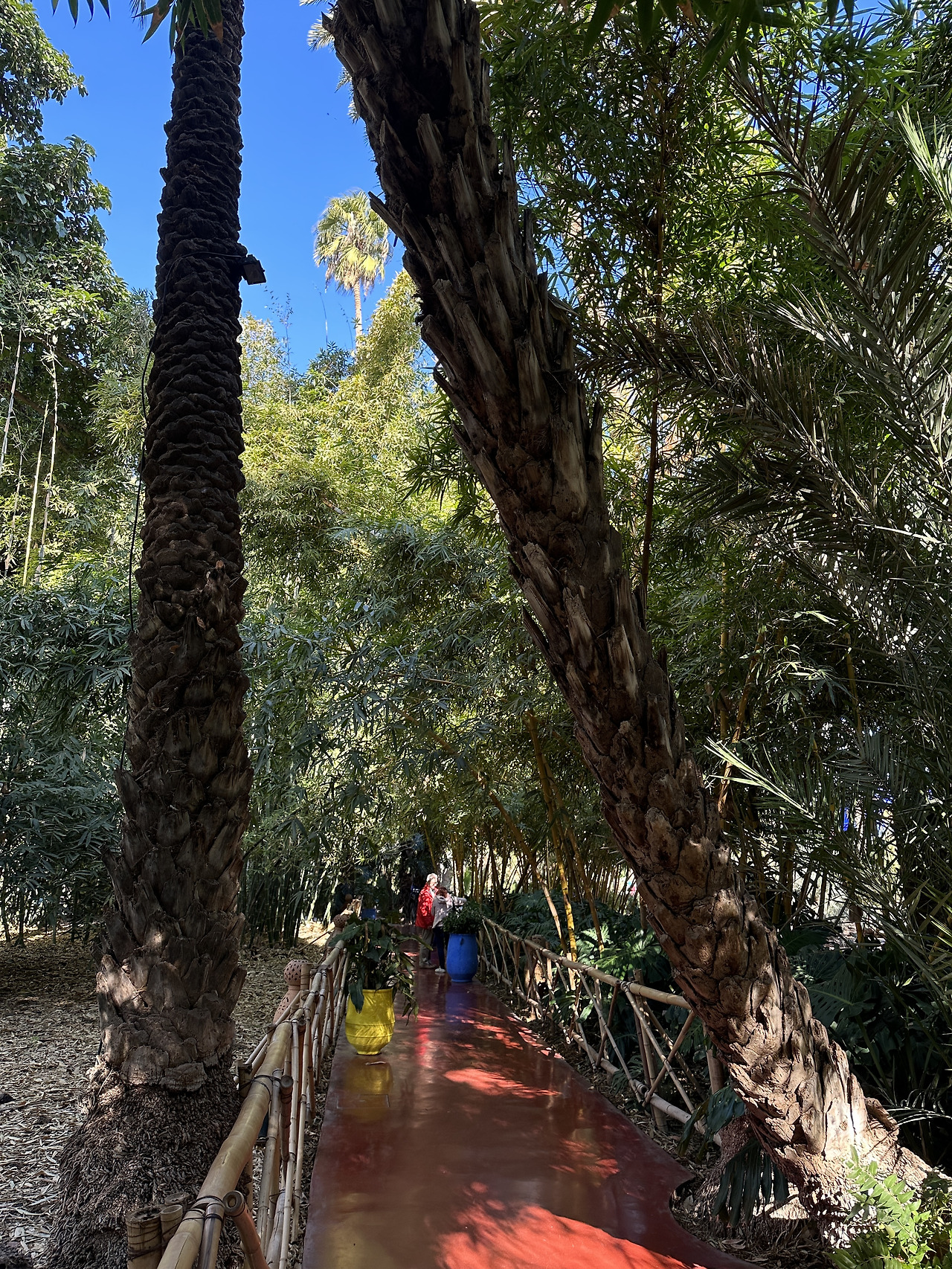 마조렐 정원 Jardin Majorelle 자르뎅마조렐 마조렐 블루 마조렐 정원 입장료