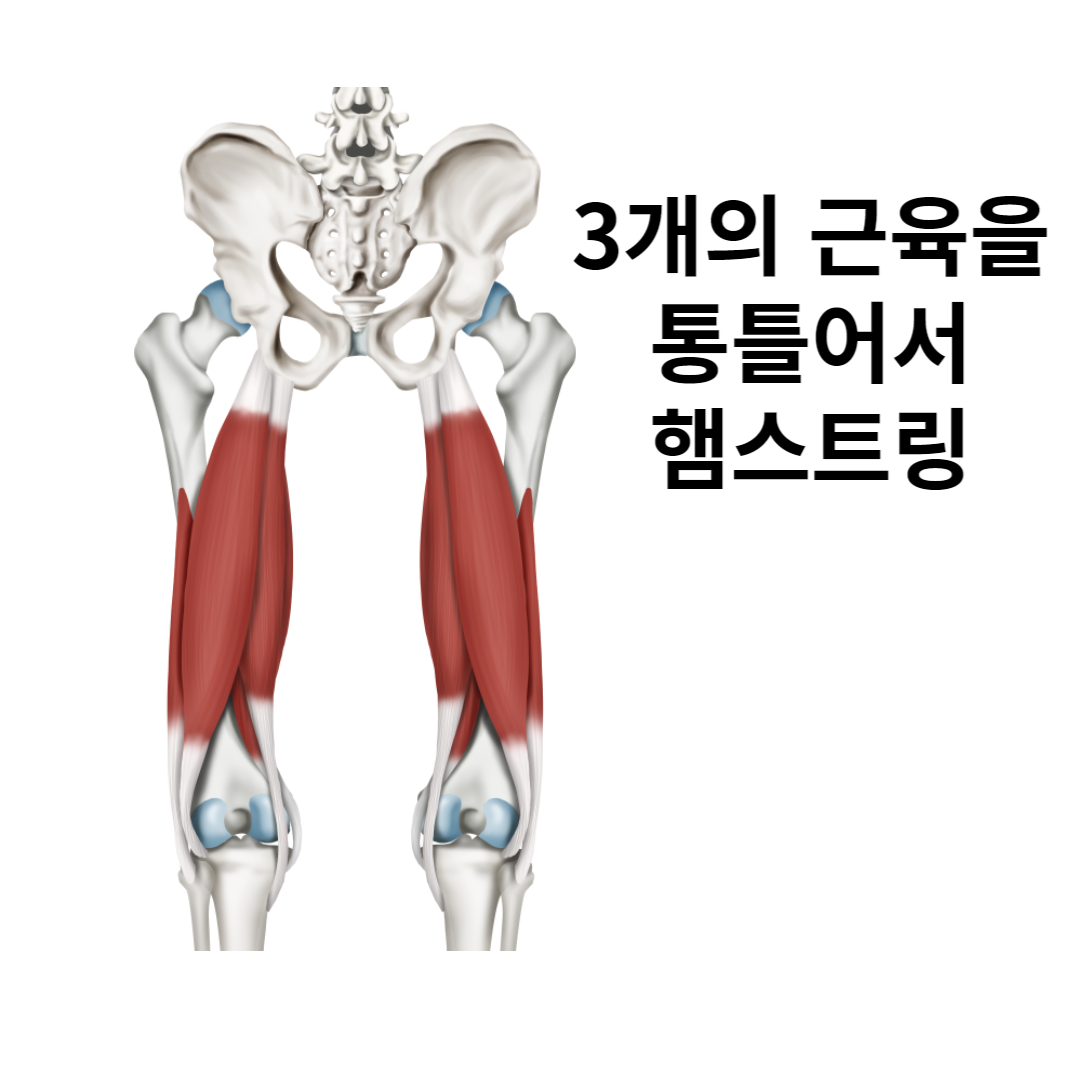 러닝에 의한 햄스트링 부상의 자가 진단 방법치료 방법
