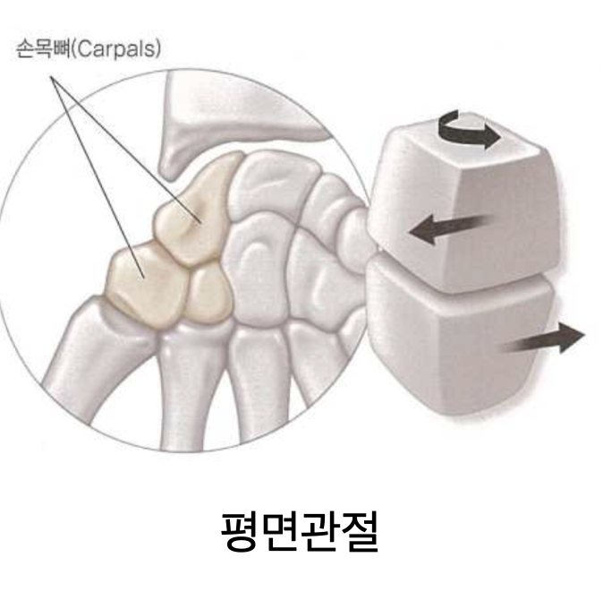 관절의 종류 평면관절 안장관절 경첩관절 중쇠관절 절구관절 타원관절