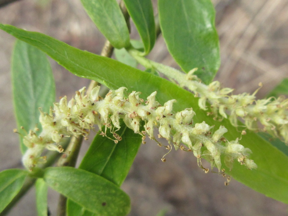 버드나무 Salix koreensis (버드나무과)