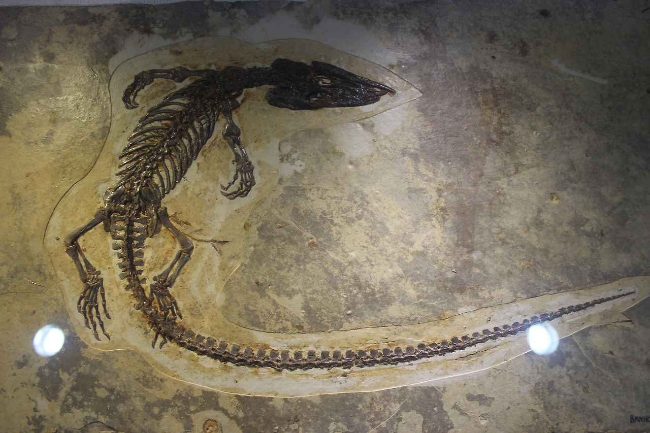 First report on Trackways of Mesozoic aquatic reptile, Choristodera ...