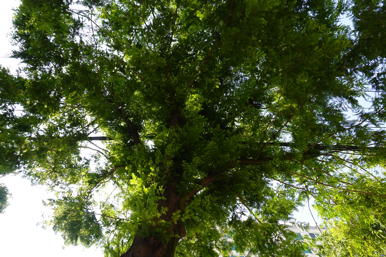 [20230702]안양 문예로 메타쉐콰이어 가로수들 수간주사 맞는중