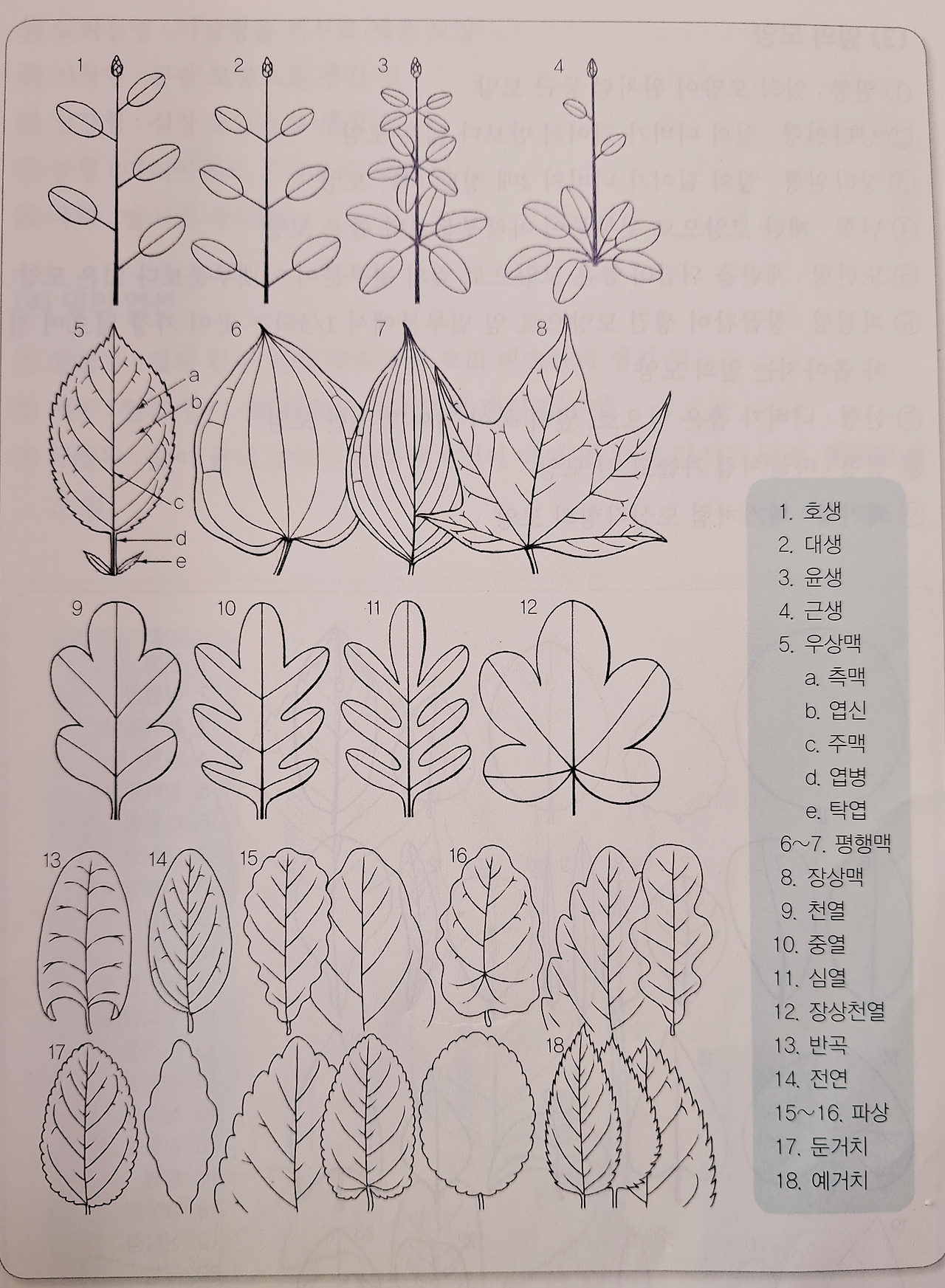 피자식물의 잎의 구조 상세 그림 잎의 배열 잎 가장자리 잎 모양 잎 끝 모양 잎 밑 모양 복엽 종류 등에 따른 구분