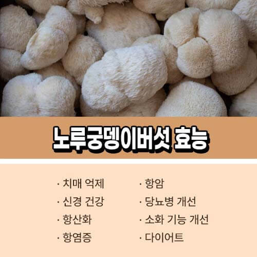 노루궁뎅이버섯 가루 차 요리 먹는법 효능 8가지
