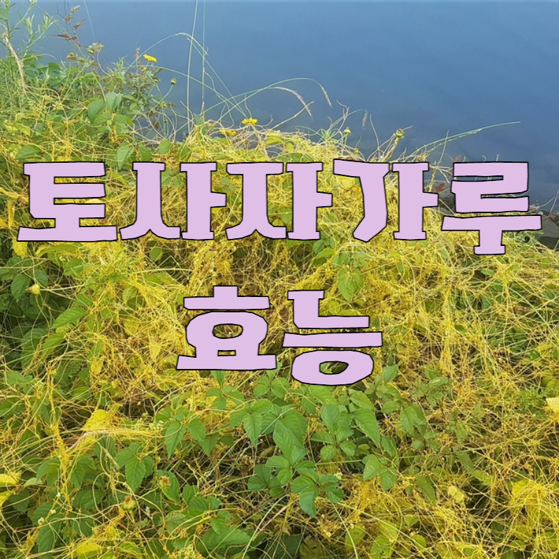 토사자가루 효능 성분 부작용