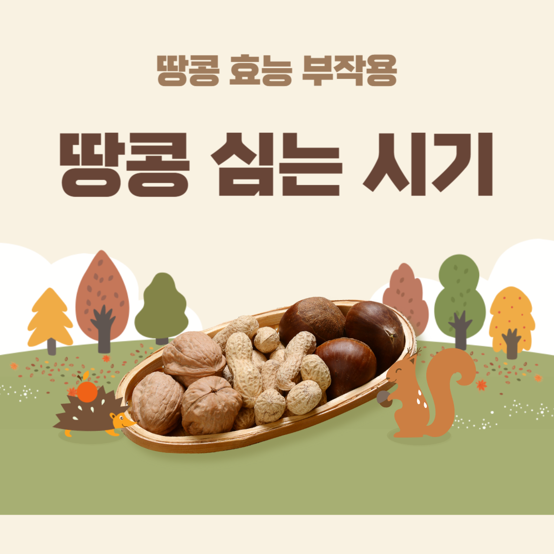 땅콩심는시기 땅콩 효능 및 부작용 알아보기 만능생활백서