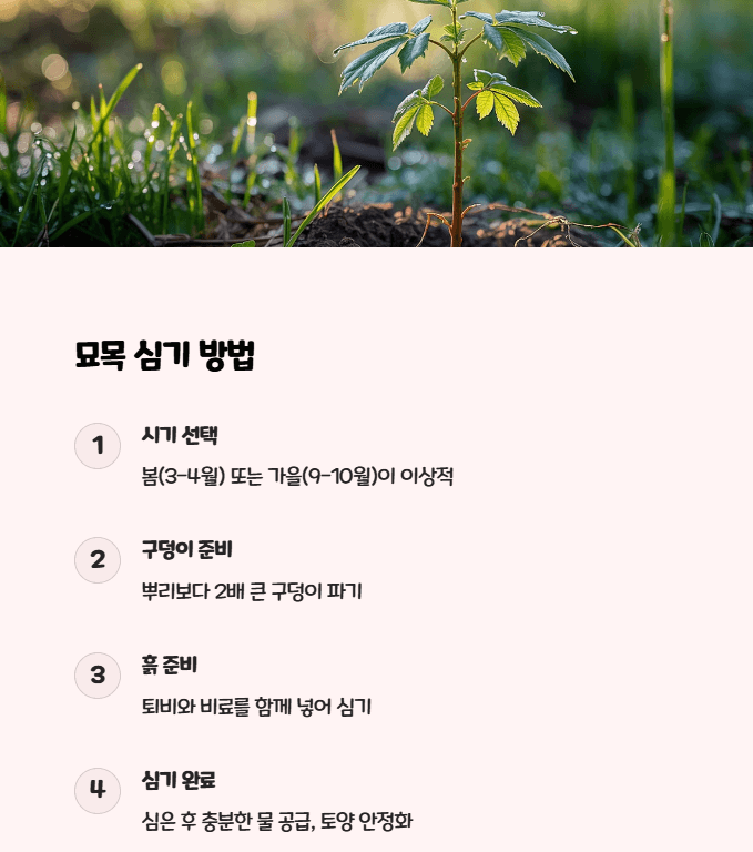 회양목 키우기 전지시기 및 방법 개화시기 꽃 병충해 묘목 심는 방법 열매