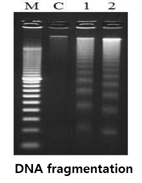DNA fragmentation assay (DNA Ladder assay)
