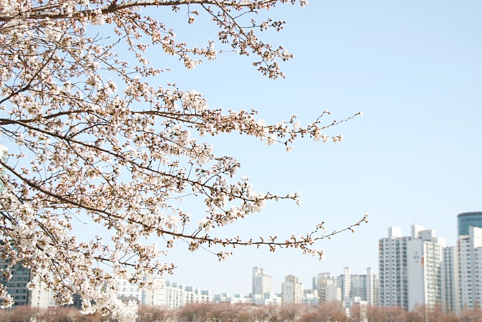 안양 충훈 벚꽃 축제 안양 가볼만한곳 2024 주차장 정보