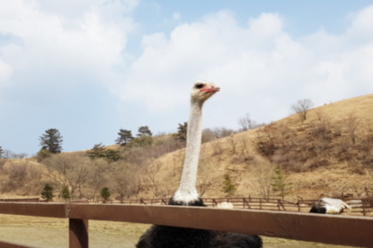 대관령 삼양목장양몰이 먹이주기 입장료 할인 정보 총정리
