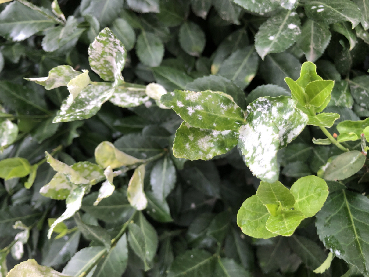 사철나무 흰가루병 (Powdery mildew of euonymus)