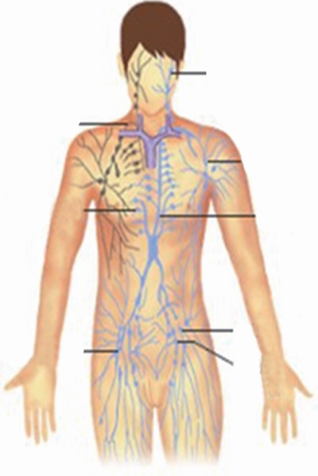 림프종 Lymphoma 위험요인 증상 진단 중증도 치료 부작용 예후