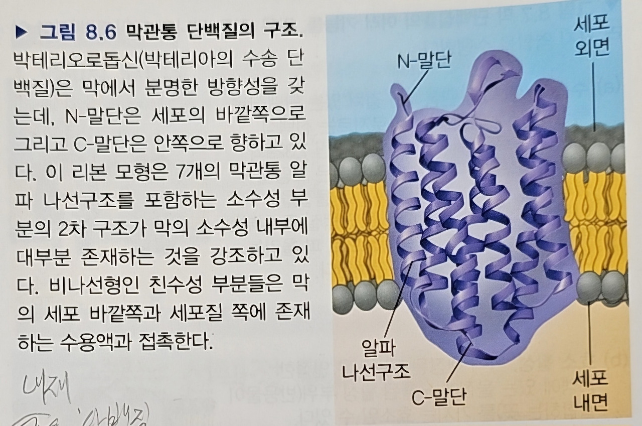 세포막1 유동 모자이크 모델fluid Mosaic Model