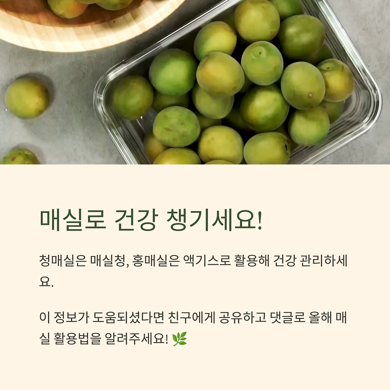 매실 수확시기