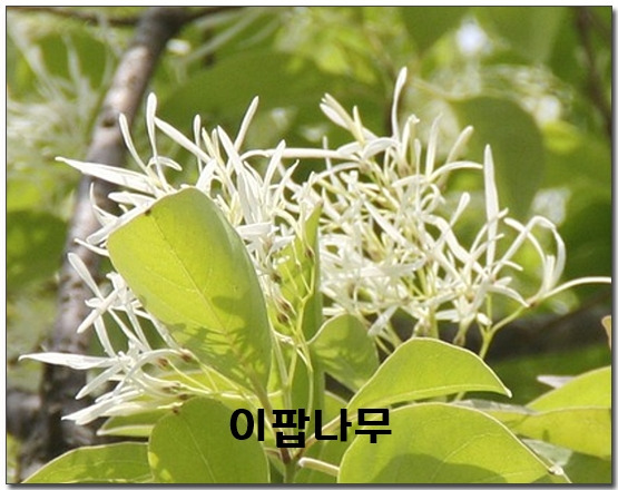 이팝나무 조팝나무 차이