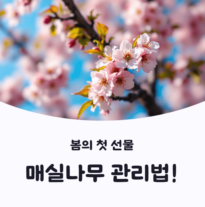 매실나무 키우기 가지치기 및 병충해 방제 시기 꽃 열매 접목 및 묘목 심는 방법