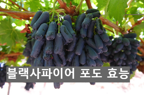 블랙사파이어 포도 효능 7가지 칼로리 일반포도와 다른점은
